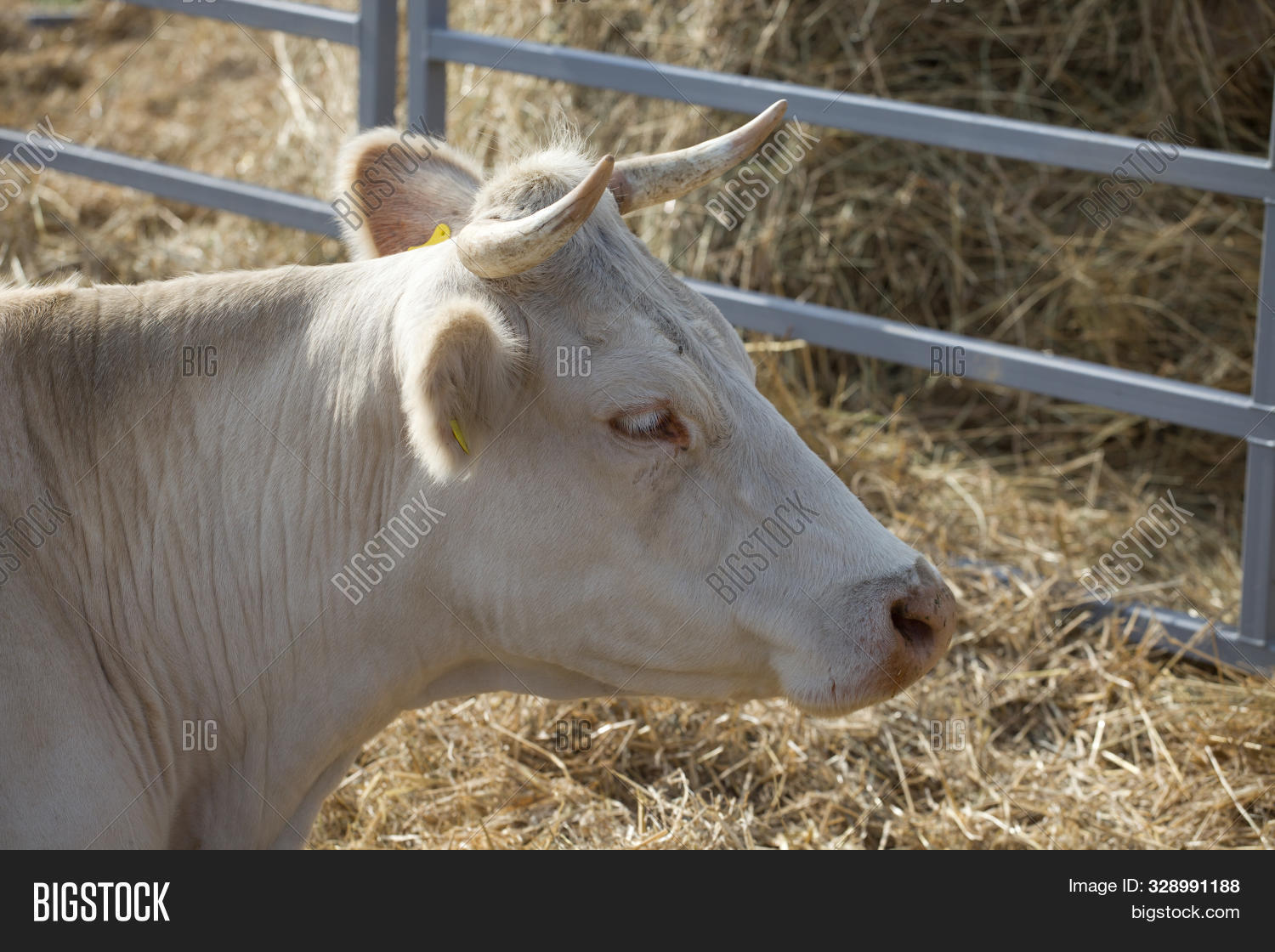 Portrait White Cow Image & Photo (Free Trial) | Bigstock