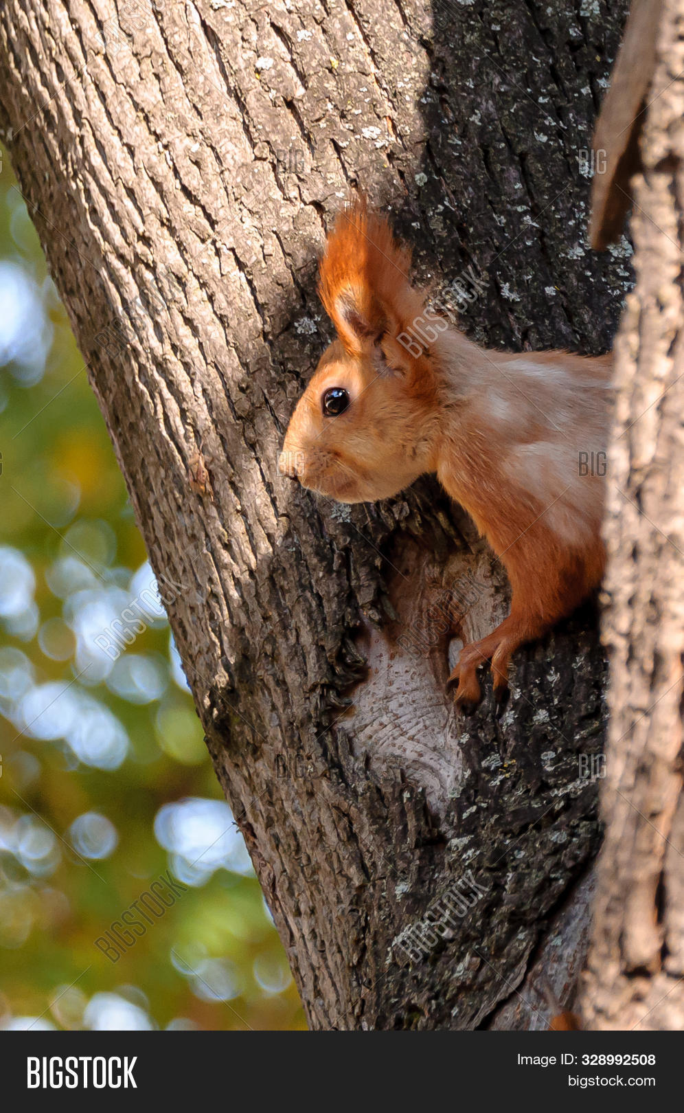Squirrel Sits On Tree Image & Photo (Free Trial) | Bigstock