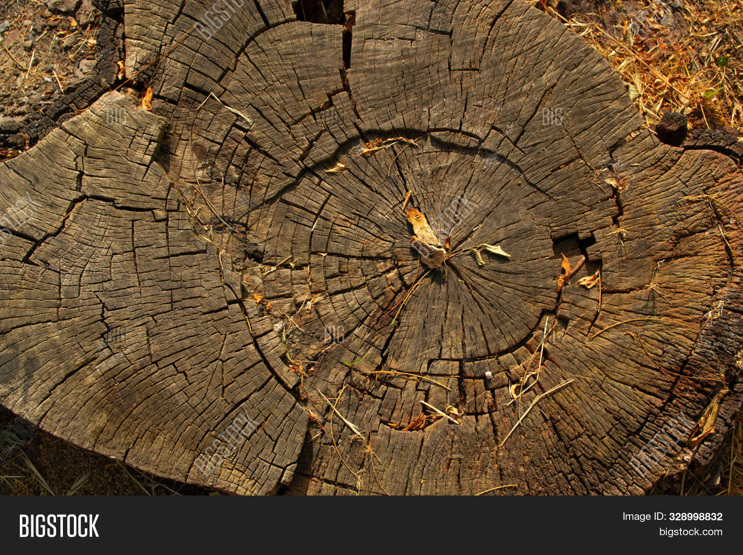 Line Art Old Tree Image & Photo (Free Trial) | Bigstock