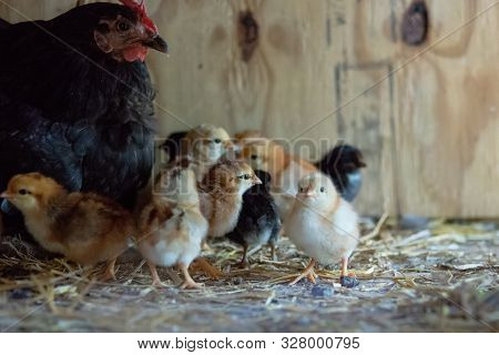 Mother Hen Baby Image & Photo (Free Trial) | Bigstock