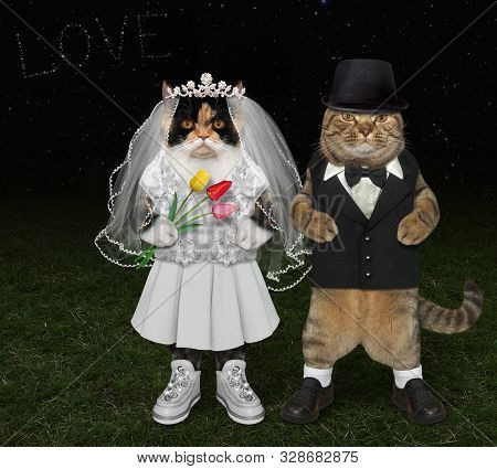 Two Cats Love Having Image & Photo (Free Trial) | Bigstock