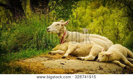 Sheep Mother Two Baby Image & Photo (Free Trial) | Bigstock