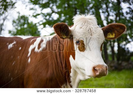 Highland Cow Images, Illustrations & Vectors (Free) - Bigstock