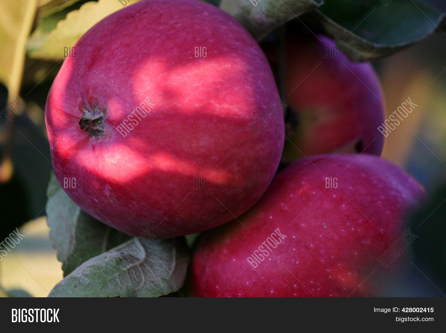 Ripe Red Apples Lit By Image & Photo (Free Trial) | Bigstock