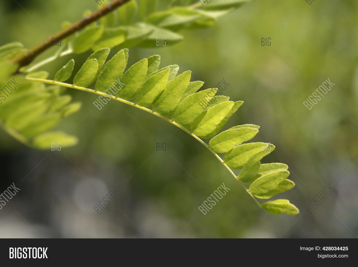 Honey Locust Sunburst Image & Photo (Free Trial) | Bigstock