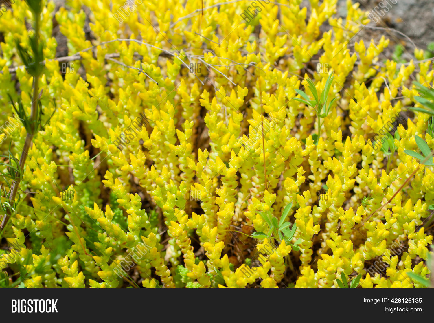 Yellow Flowering Moss Image & Photo (Free Trial) | Bigstock