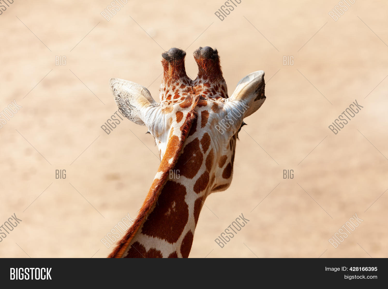 Rear View Giraffe Head Image & Photo (Free Trial) | Bigstock