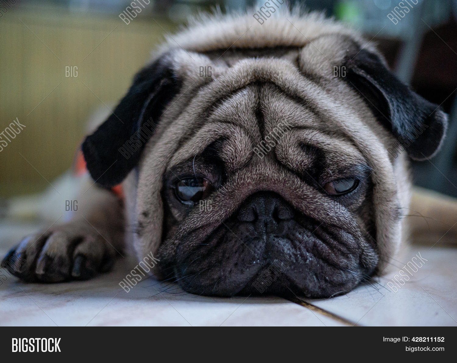 Close- Photo Pug Dog. Image & Photo (Free Trial) | Bigstock