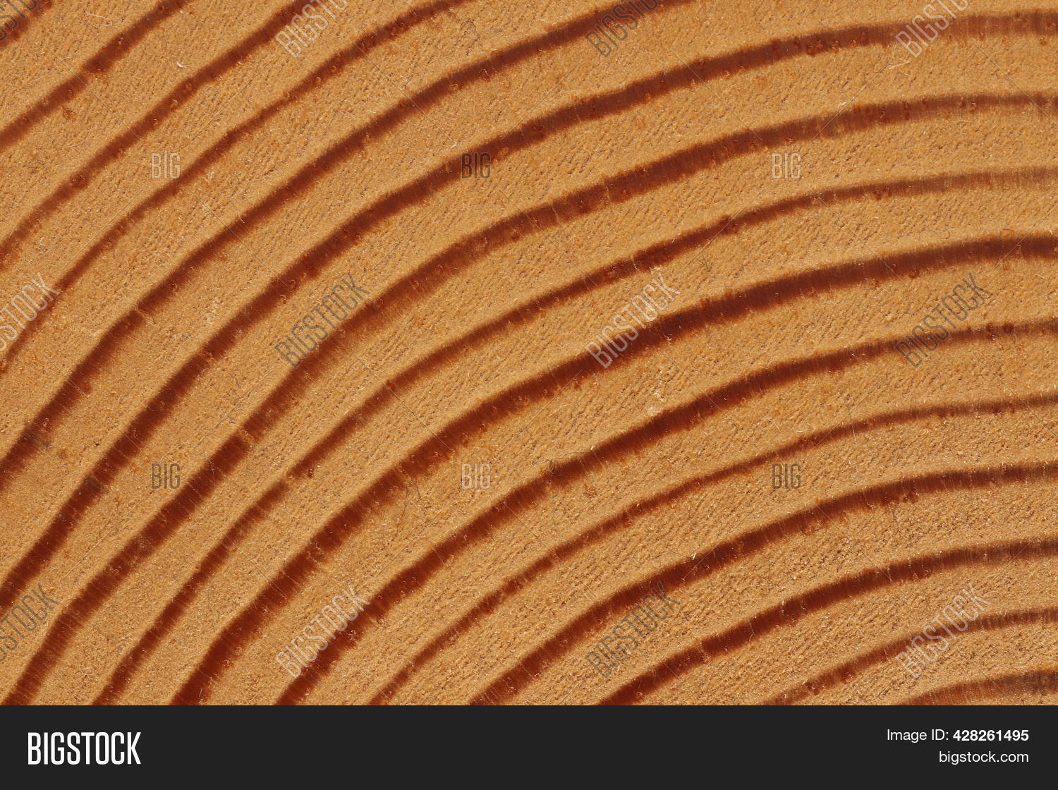 Pine Tree Cut Texture Image & Photo (Free Trial) | Bigstock