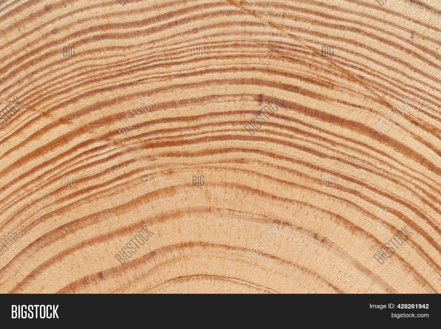 Pine Tree Cut Texture Image & Photo (Free Trial) | Bigstock