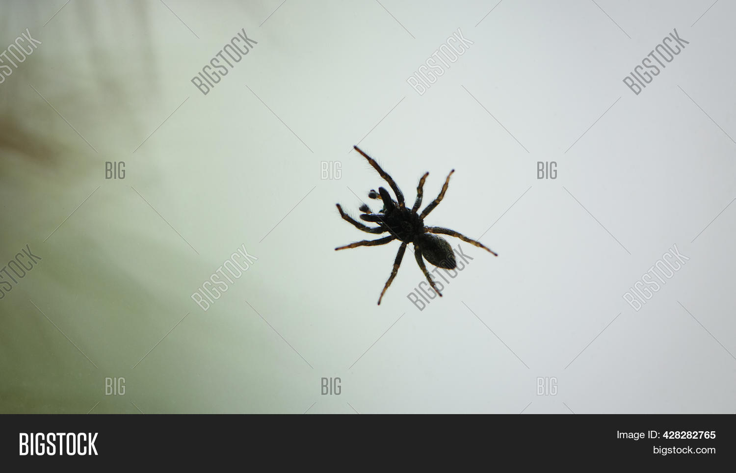 Small Spider On Window Image & Photo (Free Trial) | Bigstock