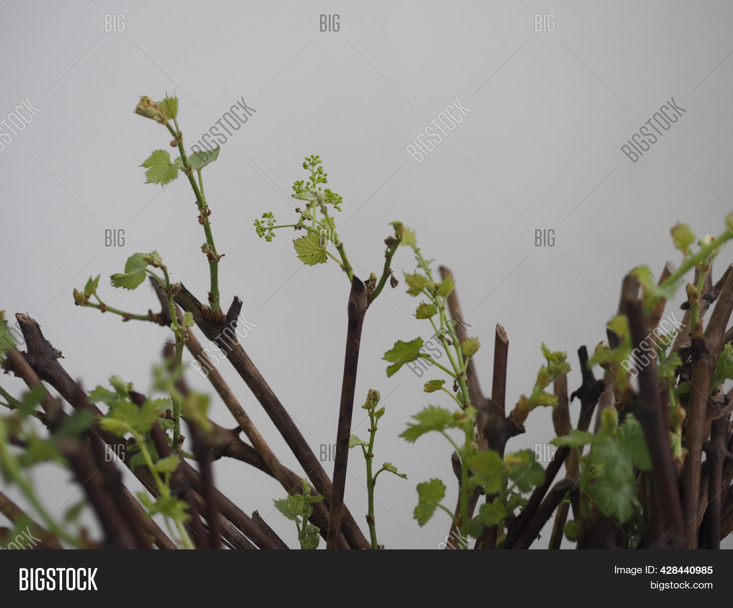 Cutting Grapes. New Image & Photo (Free Trial) | Bigstock