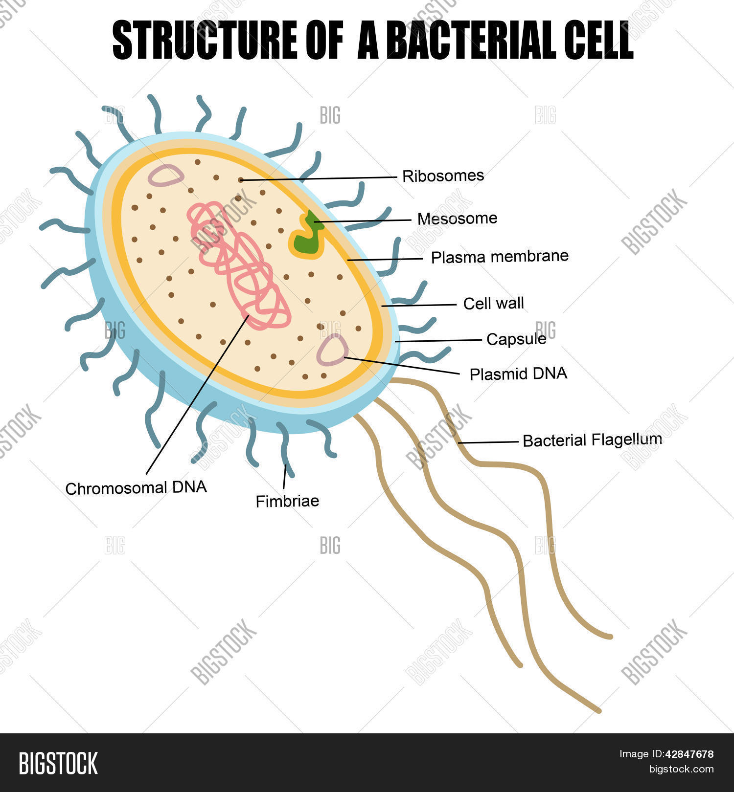 Structure Bacterial Vector & Photo (Free Trial) | Bigstock