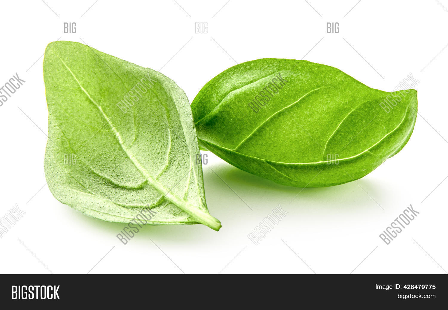 Basil Leaves Isolated Image & Photo (Free Trial) | Bigstock