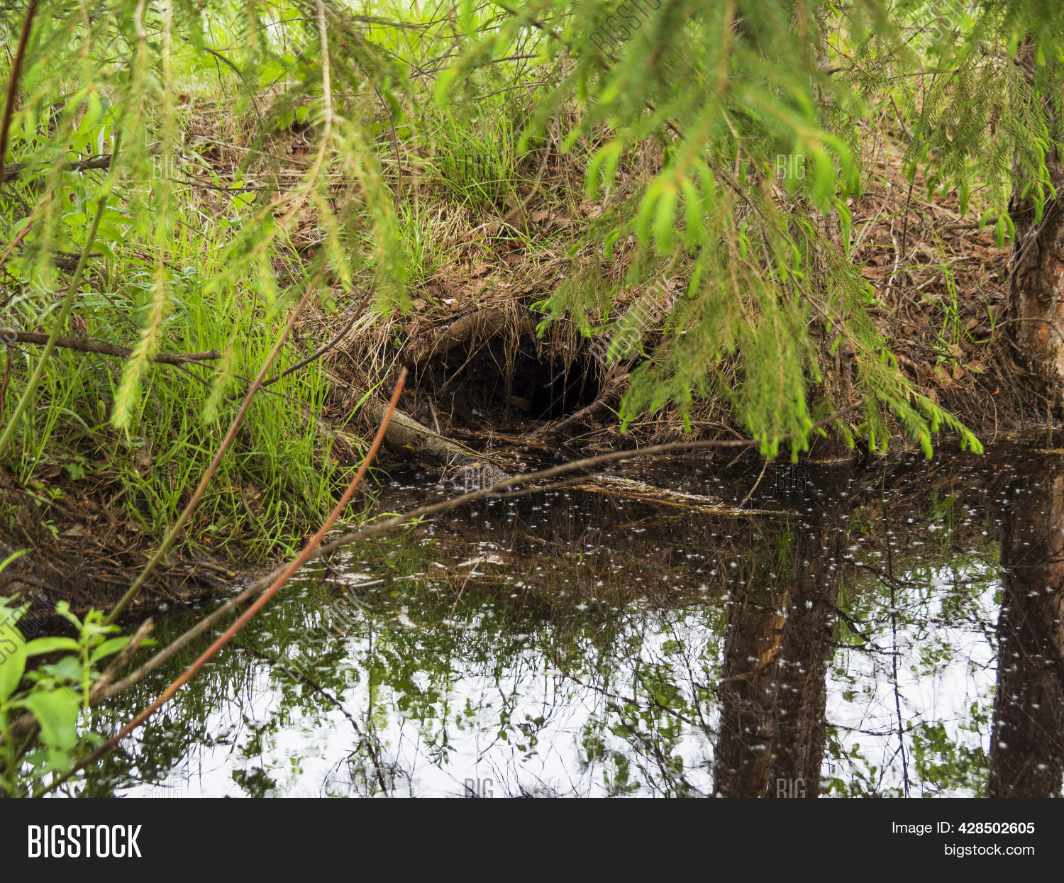 Main Entrance Beaver Image & Photo (Free Trial) | Bigstock