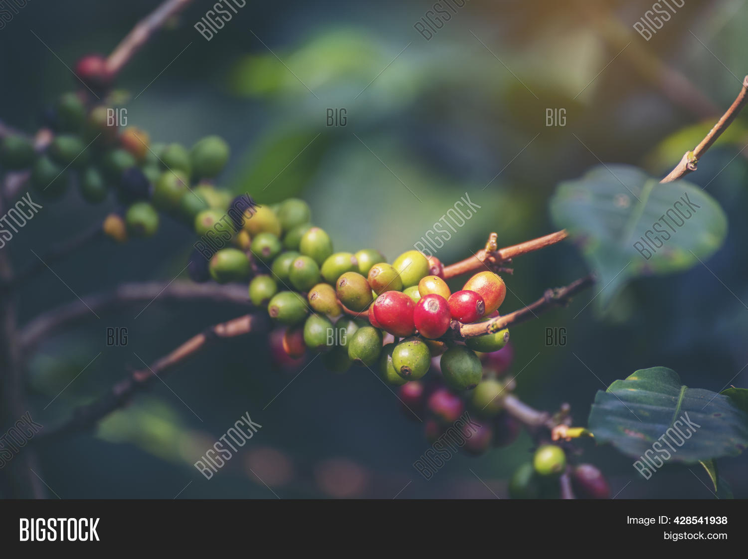 Ripe Red Coffee Bean Image & Photo (Free Trial) | Bigstock