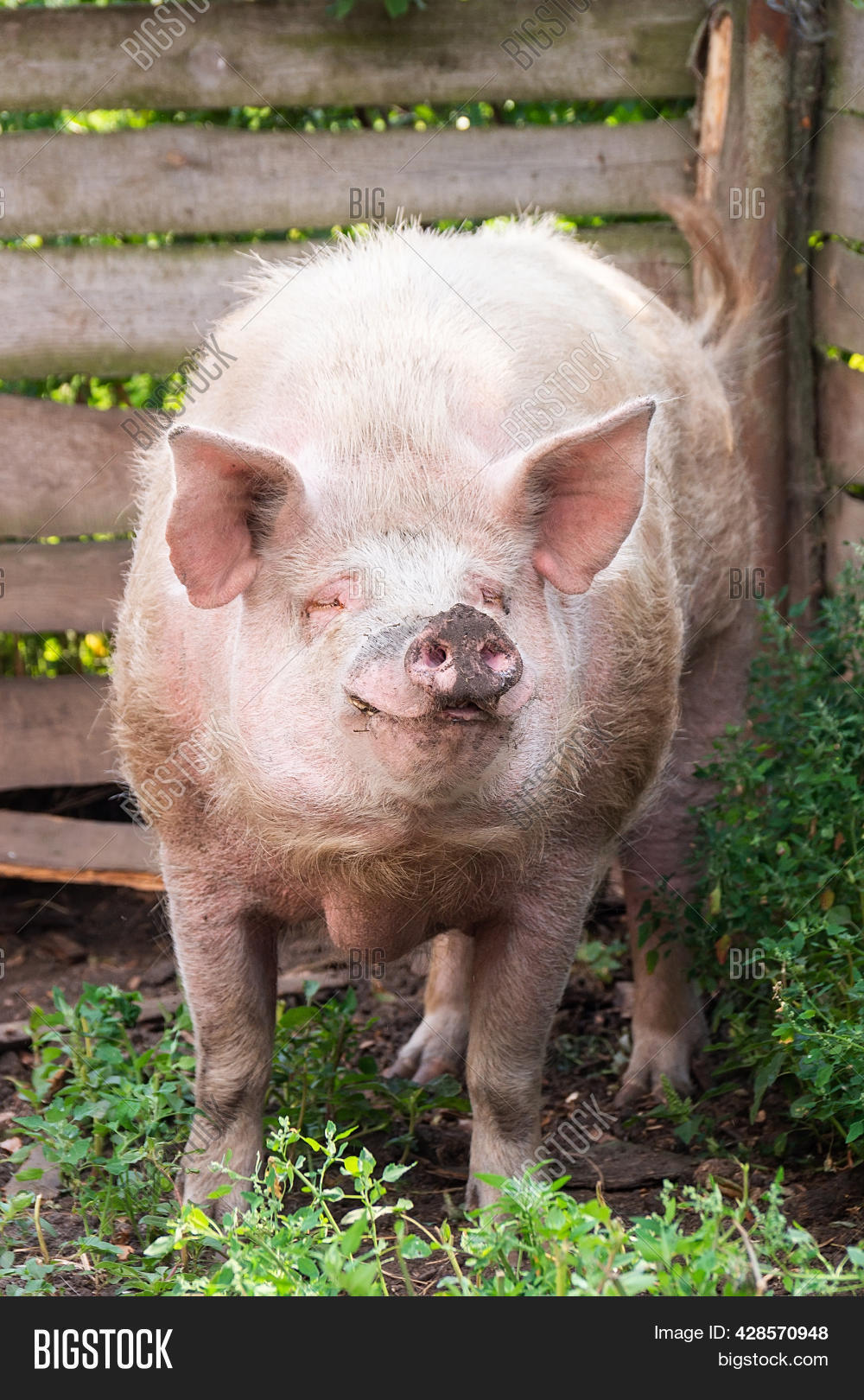 Pink Pigs On Farm. Image & Photo (Free Trial) | Bigstock
