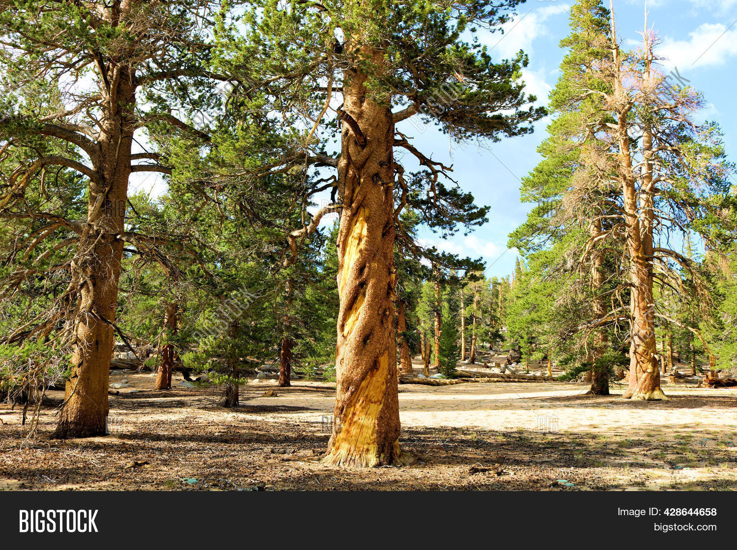 Twisting Bark On Pine Image & Photo (Free Trial) | Bigstock