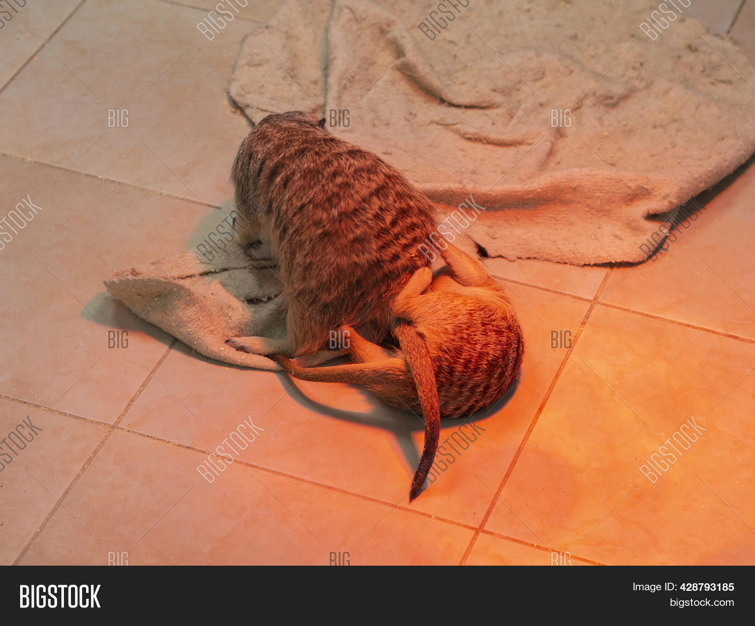 Two Striped Predatory Image & Photo (Free Trial) | Bigstock
