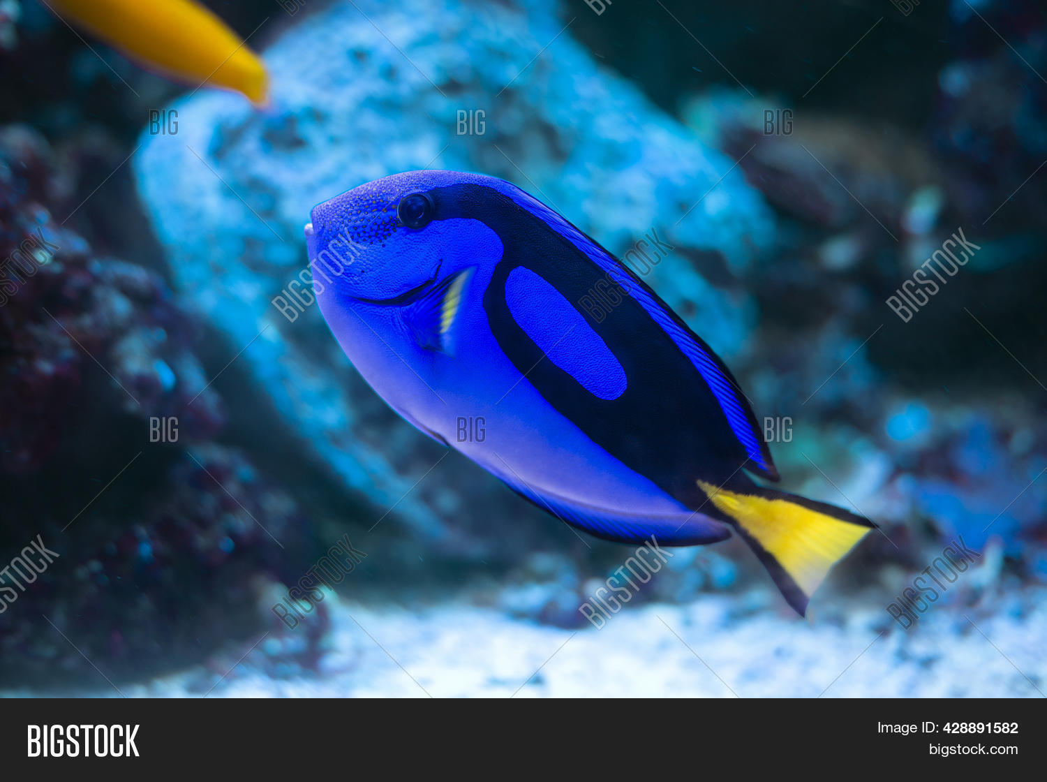 Surgeonfish Known Image & Photo (Free Trial) | Bigstock