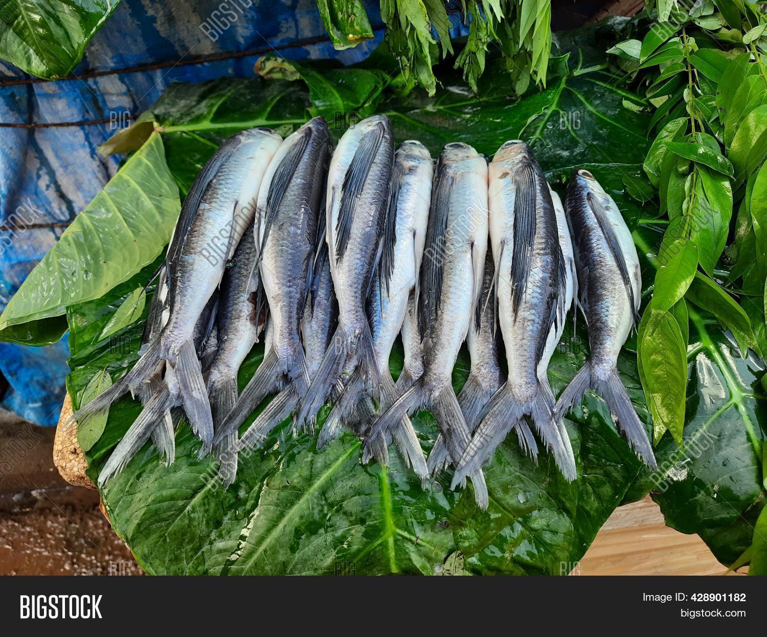 Indian Non Veg Food Fish