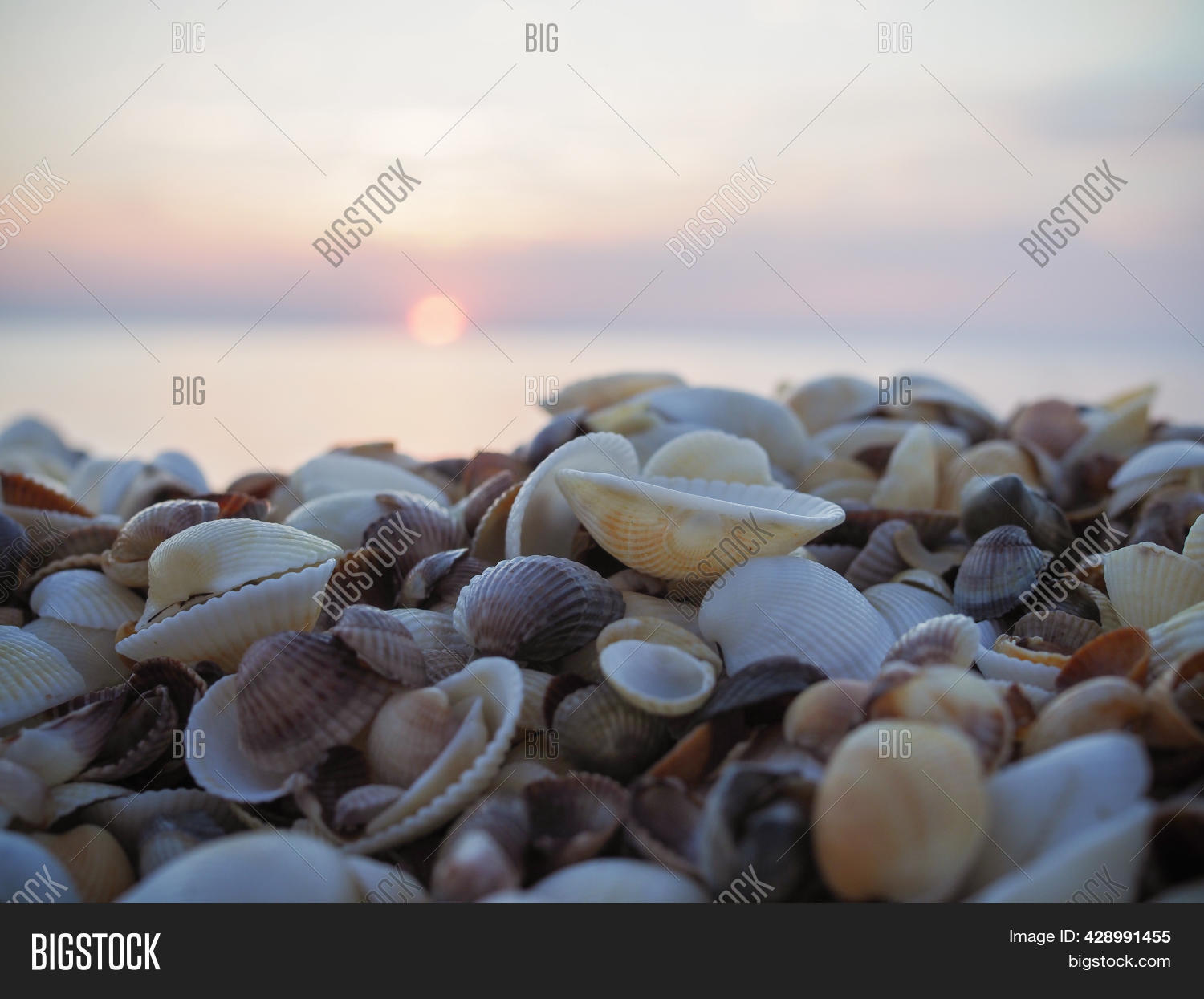 Seashells Different Image & Photo (Free Trial) | Bigstock