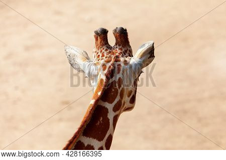 Rear View Giraffe Head Image & Photo (Free Trial) | Bigstock