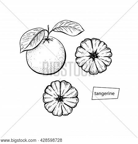 Tangerine Sketch Vector & Photo (Free Trial) | Bigstock