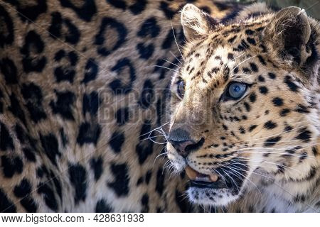 Face Amur Leopard , Image & Photo (Free Trial) | Bigstock