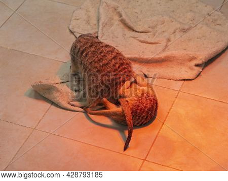 Two Striped Predatory Image & Photo (Free Trial) | Bigstock