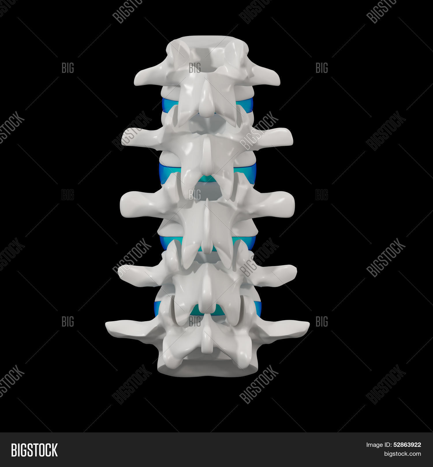 3d Rendered - Spine Image & Photo (Free Trial) | Bigstock