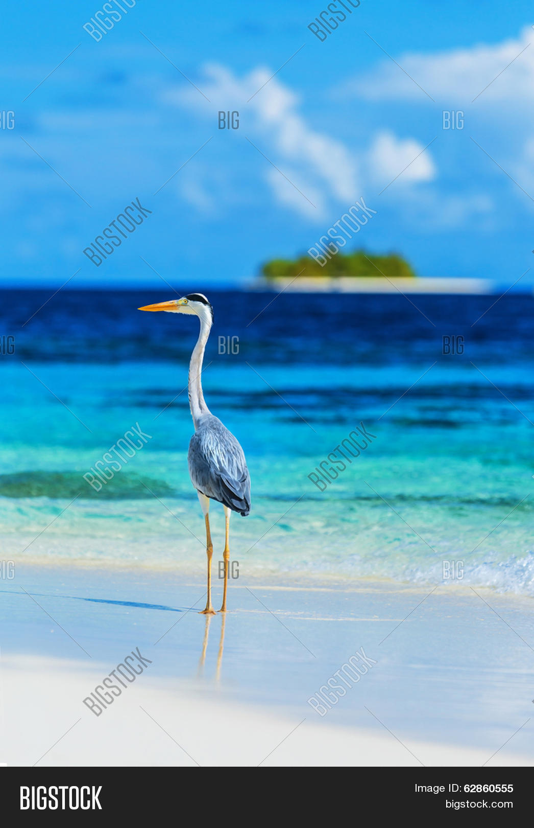 Maldives Wildlife Birds