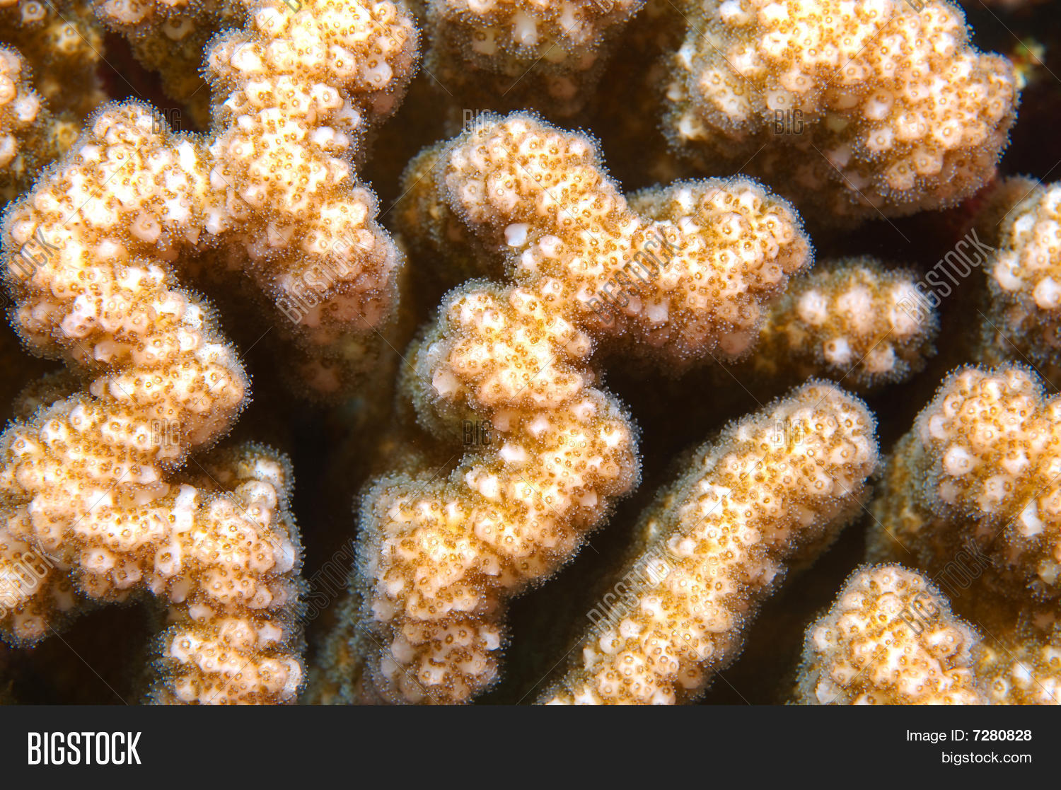 Texture Coral Reef Image & Photo (Free Trial) | Bigstock