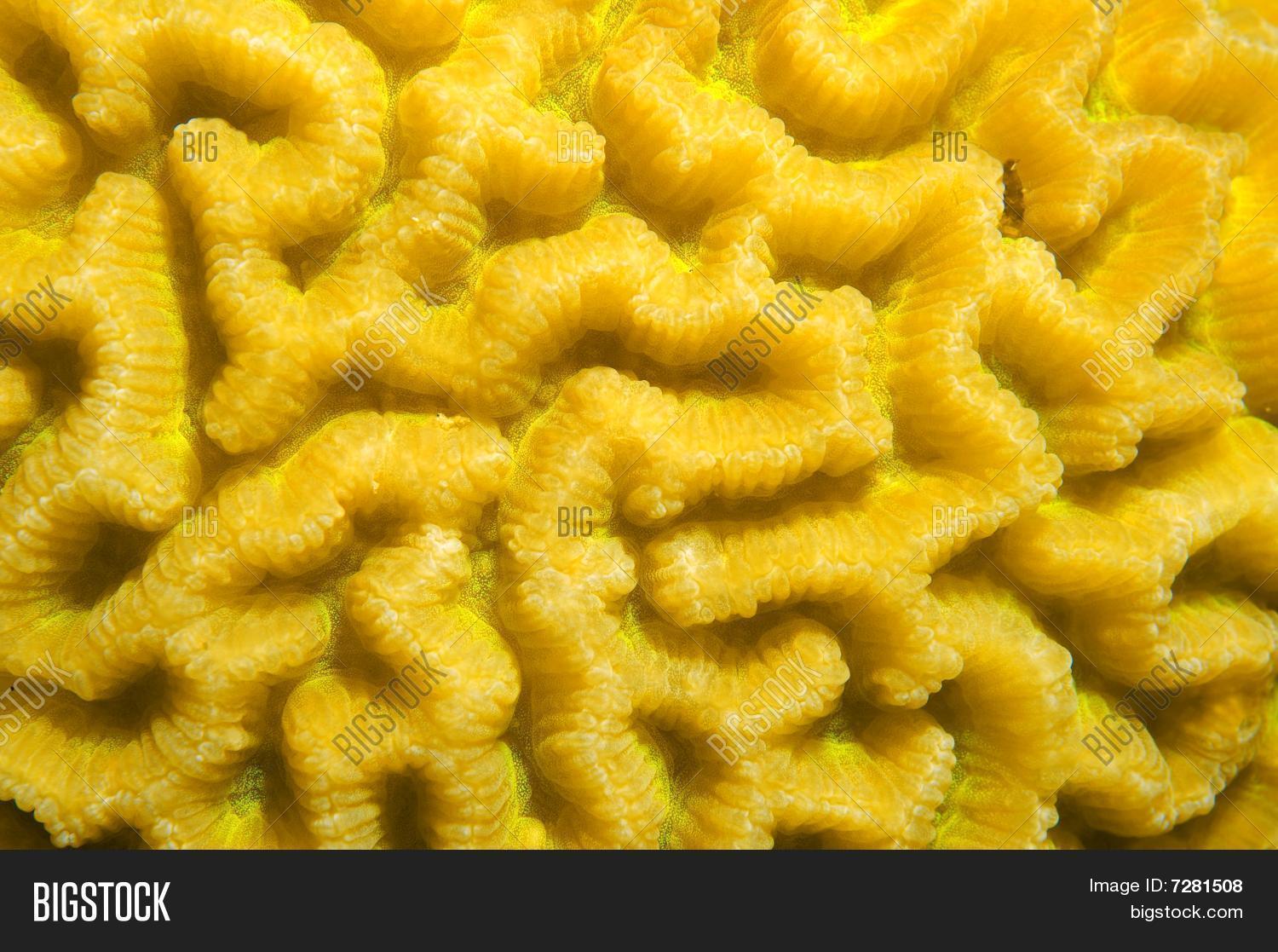 Texture Coral Reef Image & Photo (Free Trial) | Bigstock