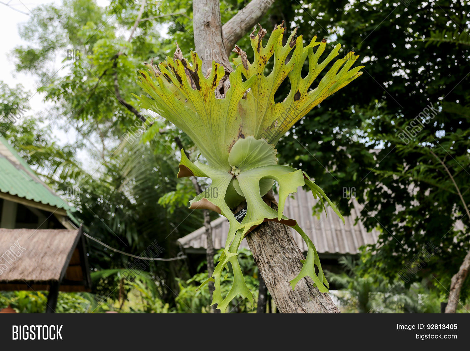 Polypodiaceae Image & Photo (Free Trial) | Bigstock