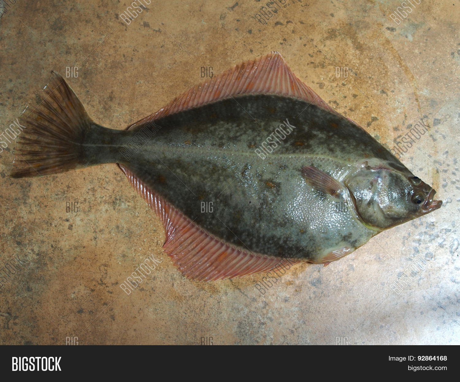 Big Fish Flounder Image & Photo (Free Trial) | Bigstock