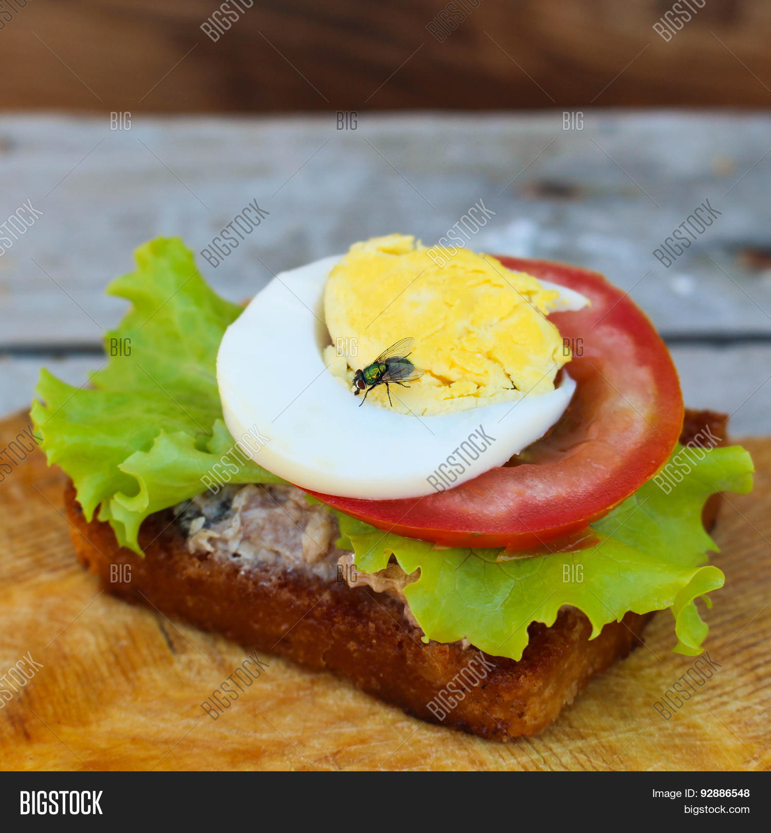 Fly Sits On Sandwich Image & Photo (Free Trial) | Bigstock