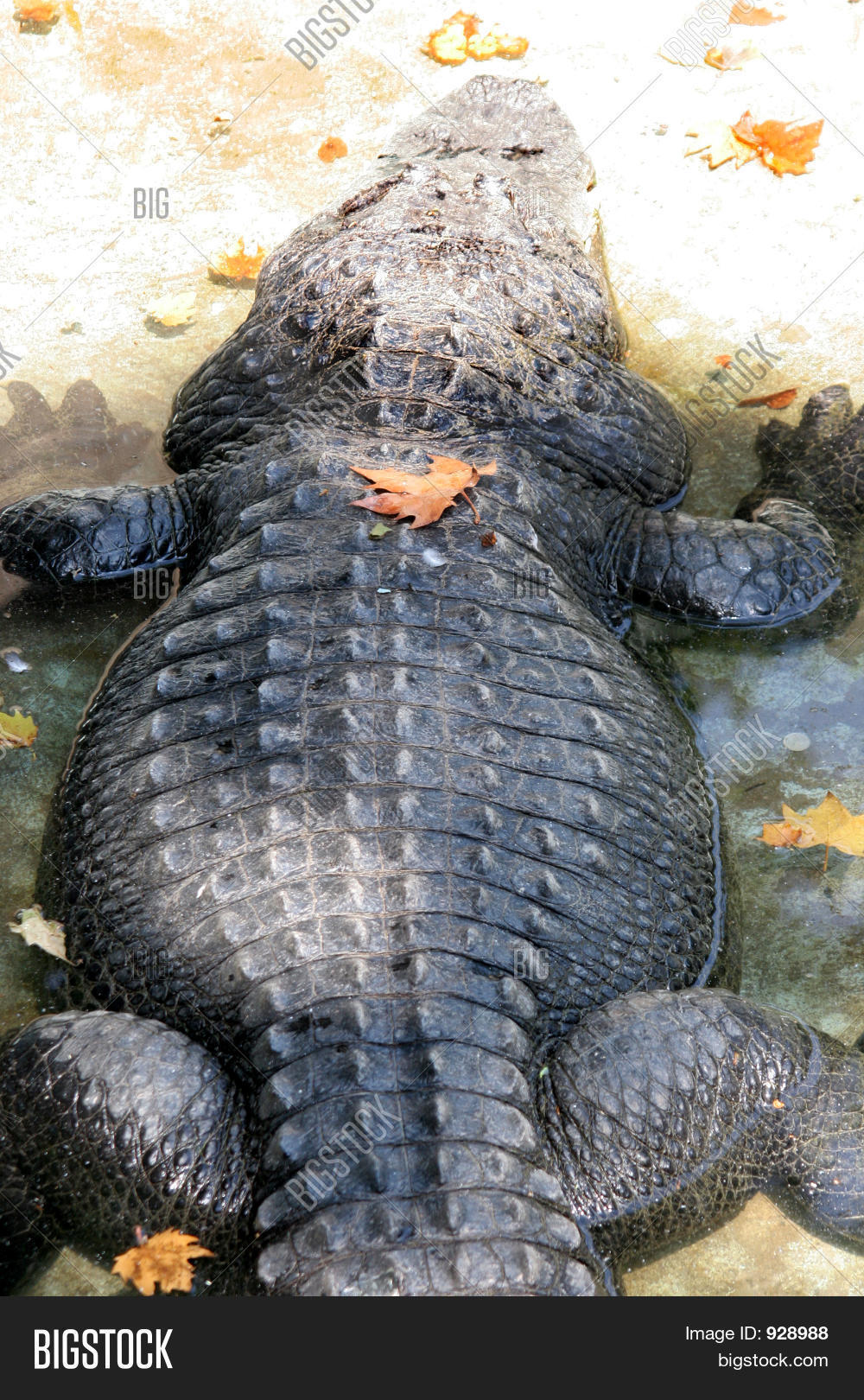 Crocodile Spikes Image & Photo (Free Trial) | Bigstock