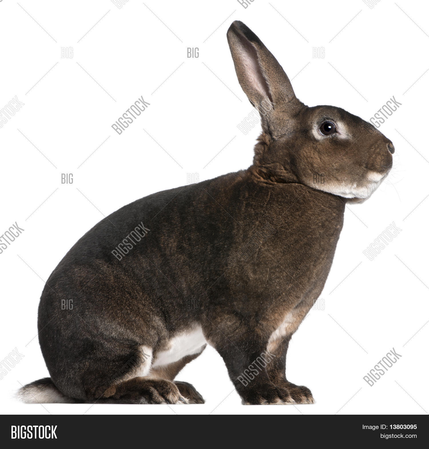 Castor Rex Rabbit Image & Photo (Free Trial) | Bigstock