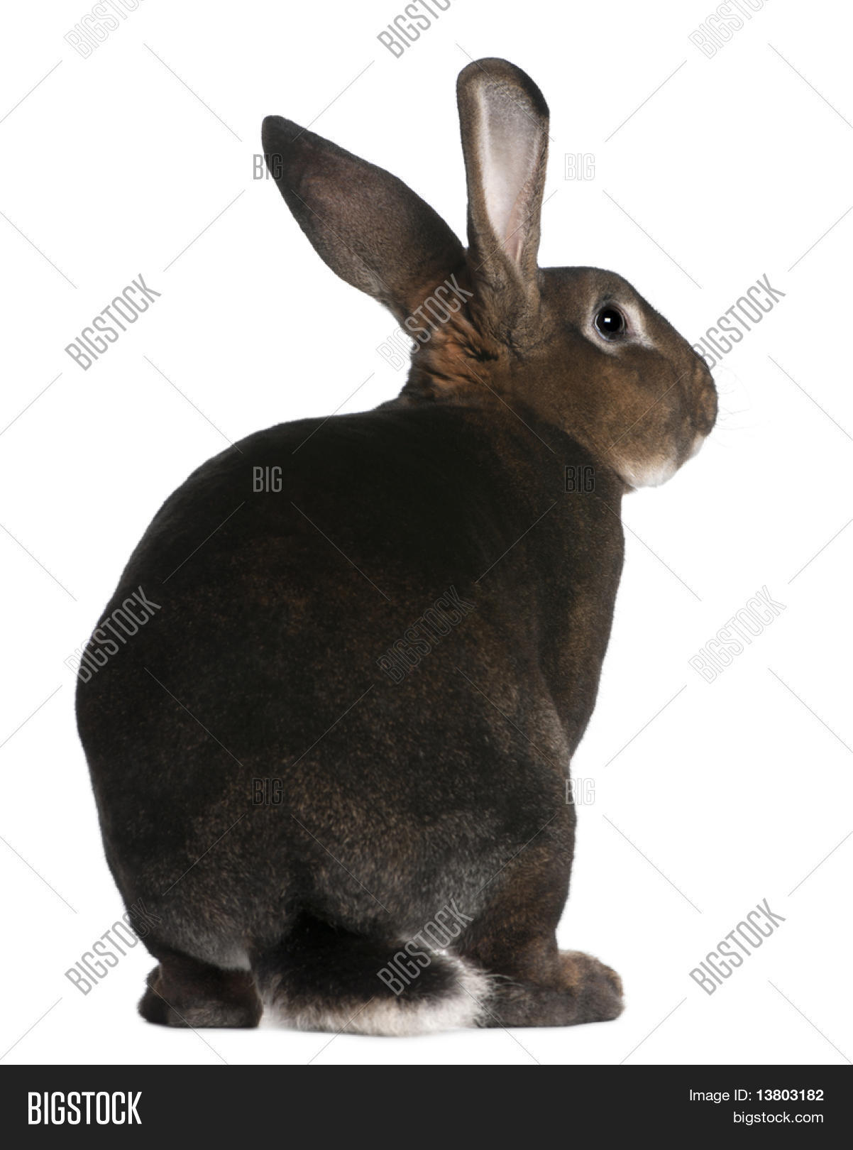 Castor Rex Rabbit Image & Photo (Free Trial) | Bigstock