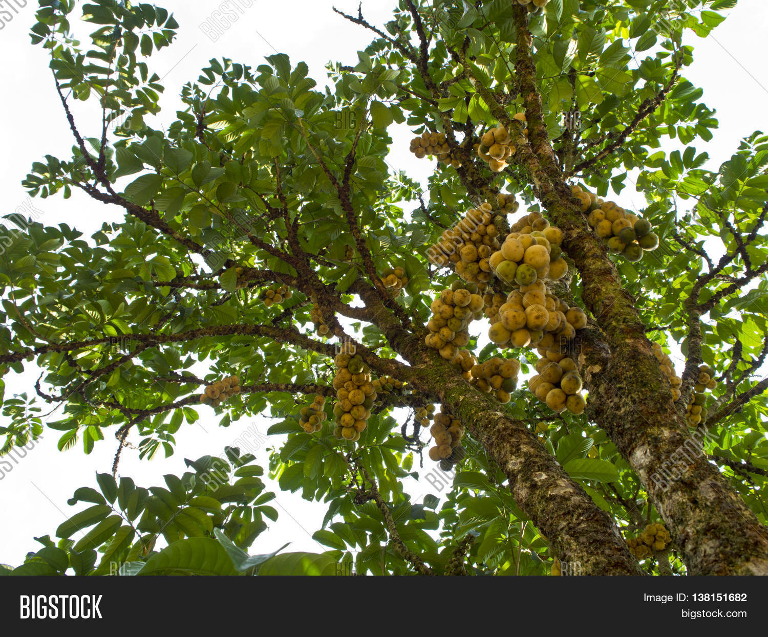 Many Fruit On Tree Image & Photo (Free Trial) | Bigstock