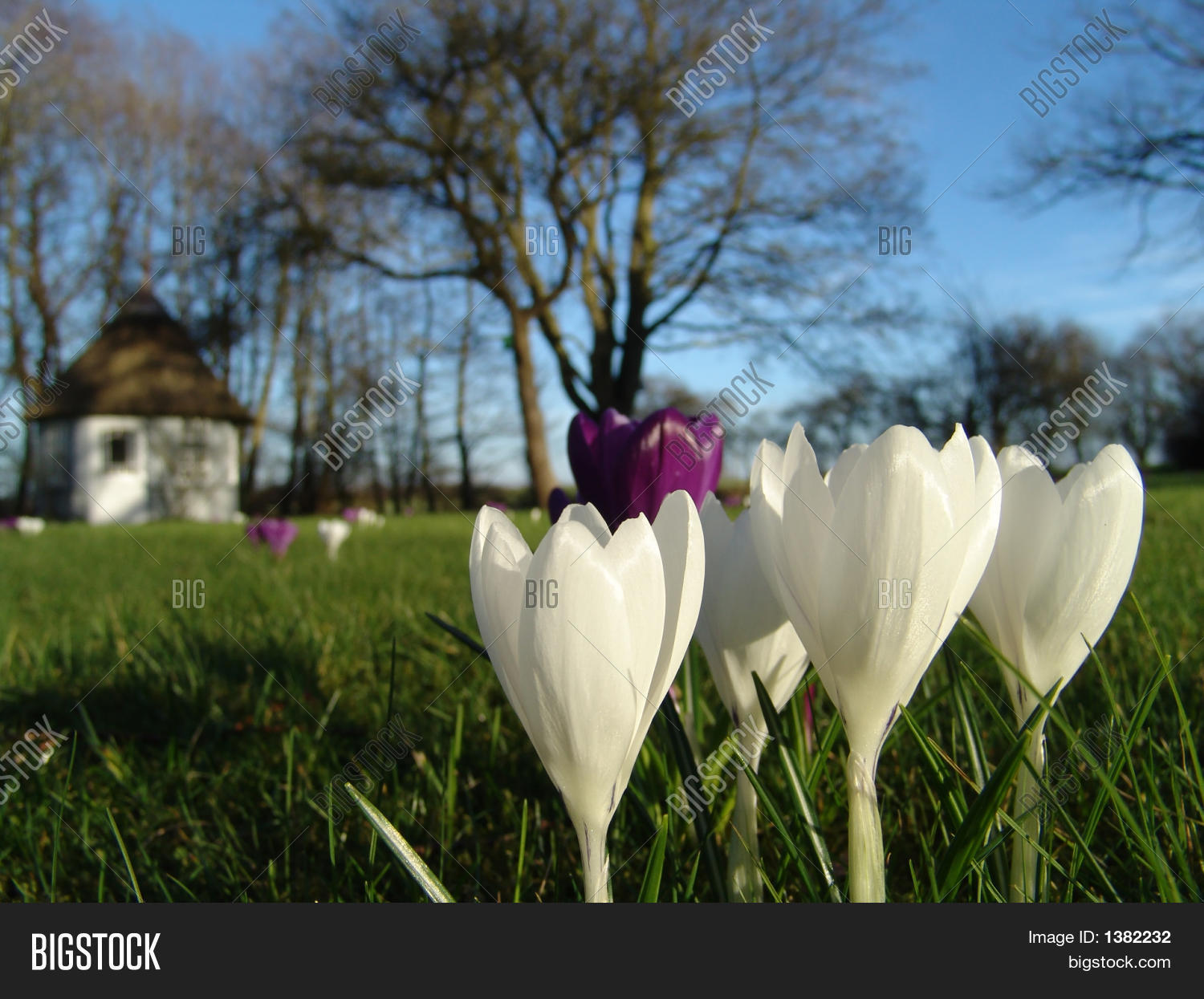 Spring Crocus Image & Photo (Free Trial) | Bigstock
