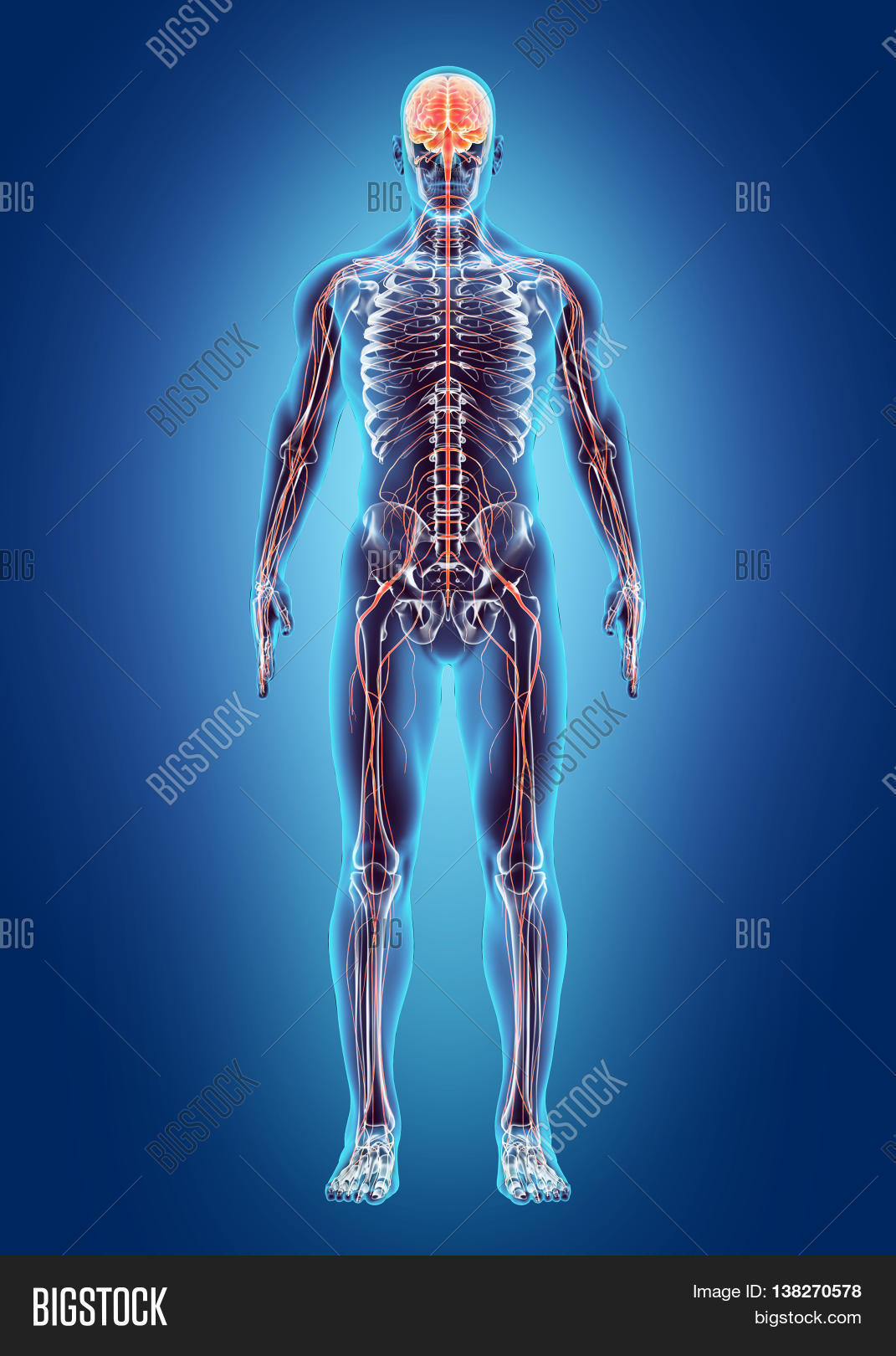 3D Illustration Human Image & Photo (Free Trial) | Bigstock