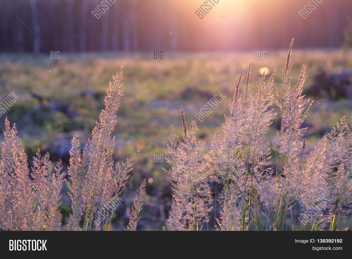 Tuft Grass Image And Photo Free Trial Bigstock