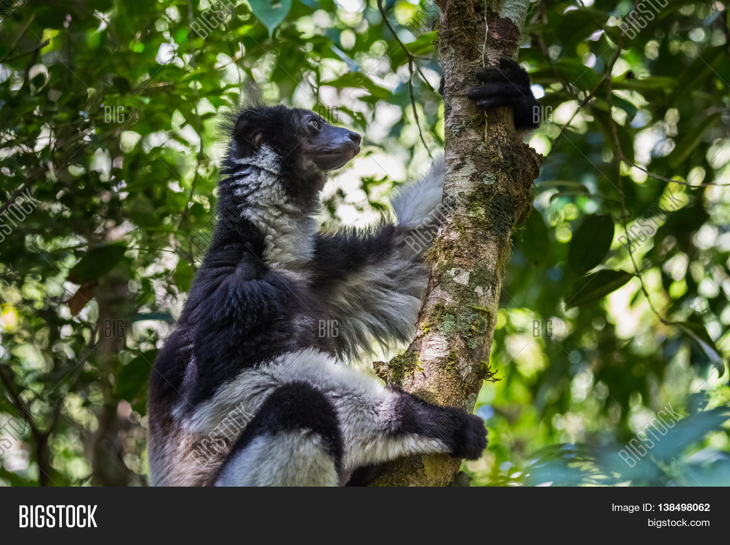 Shot Indri Lemur Image & Photo (Free Trial) | Bigstock