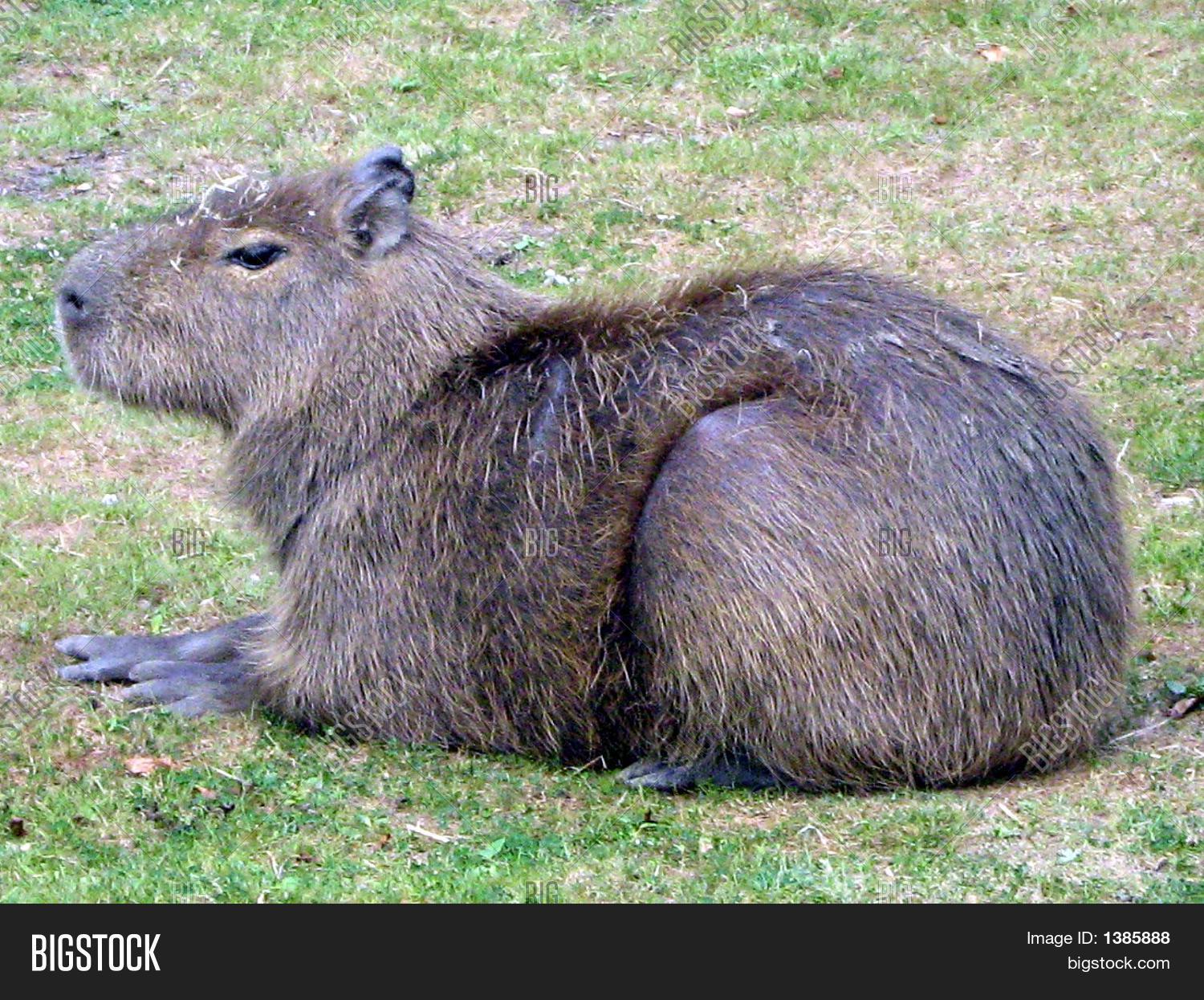 Capybara. South Image & Photo (Free Trial) | Bigstock