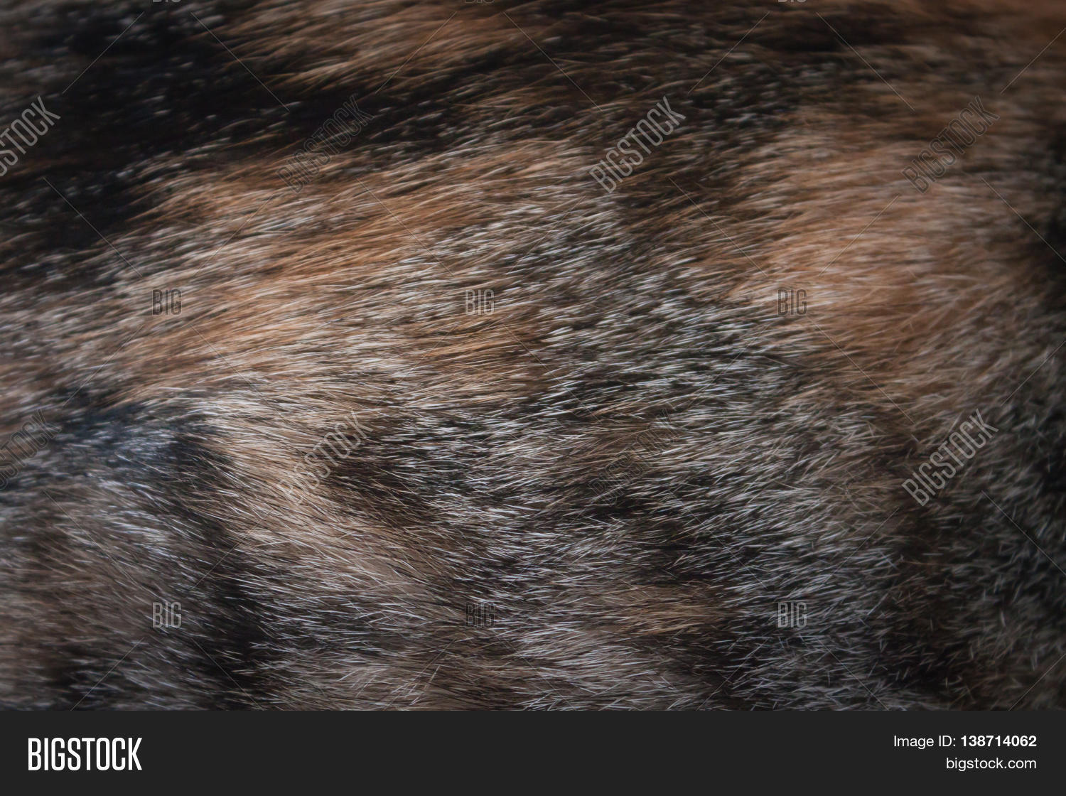 Close Cat Fur, Stock Image & Photo (Free Trial) | Bigstock