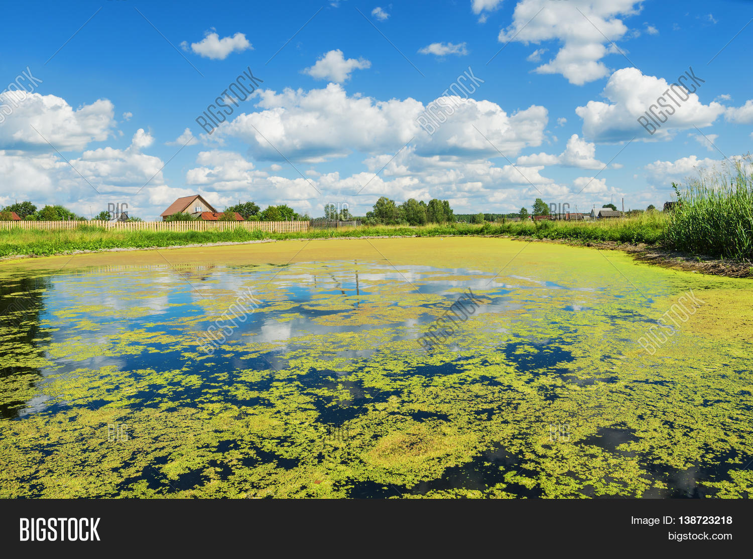 Beautiful Pond Algae Image & Photo (Free Trial) | Bigstock