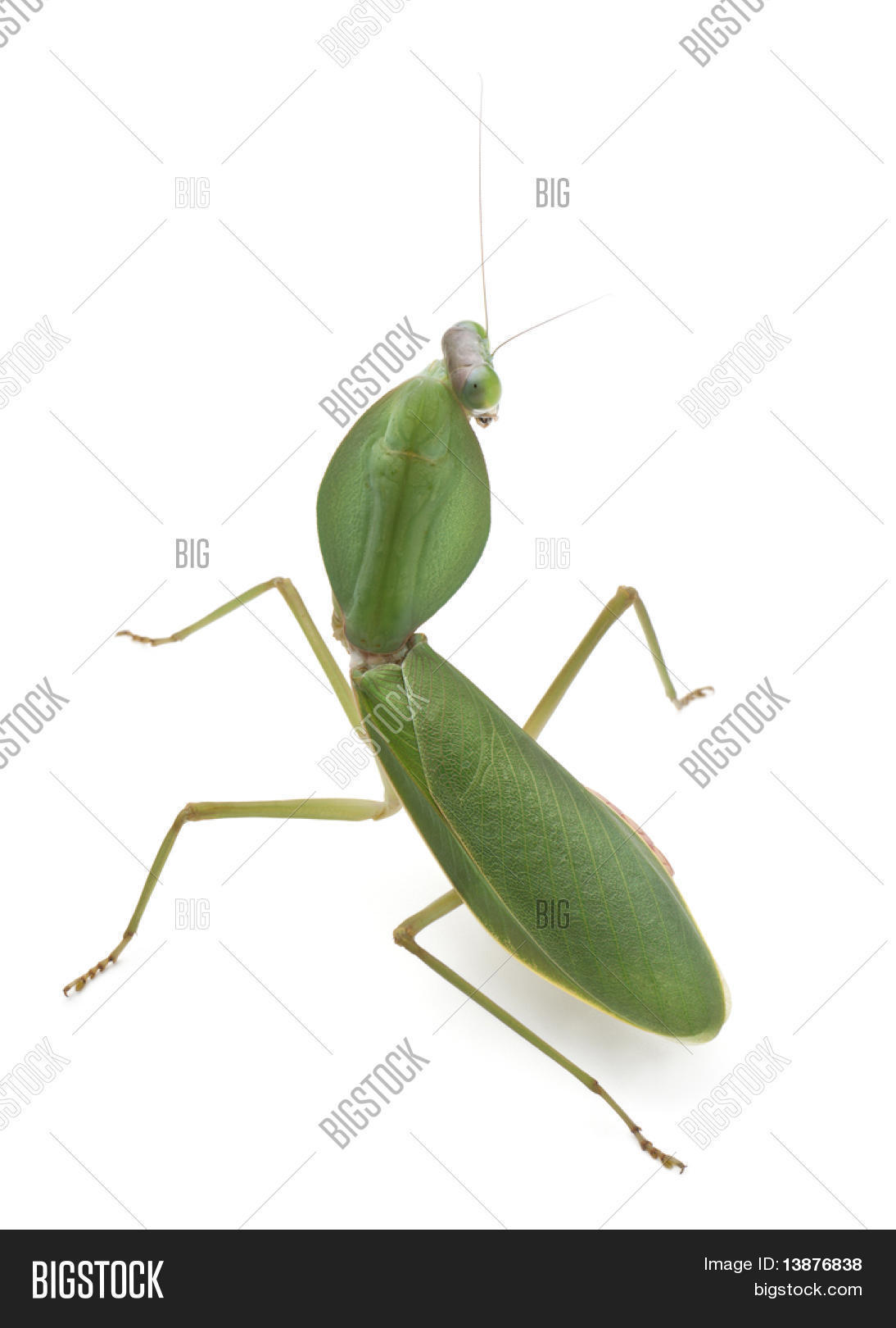 Female Praying Mantis Image & Photo (Free Trial) | Bigstock