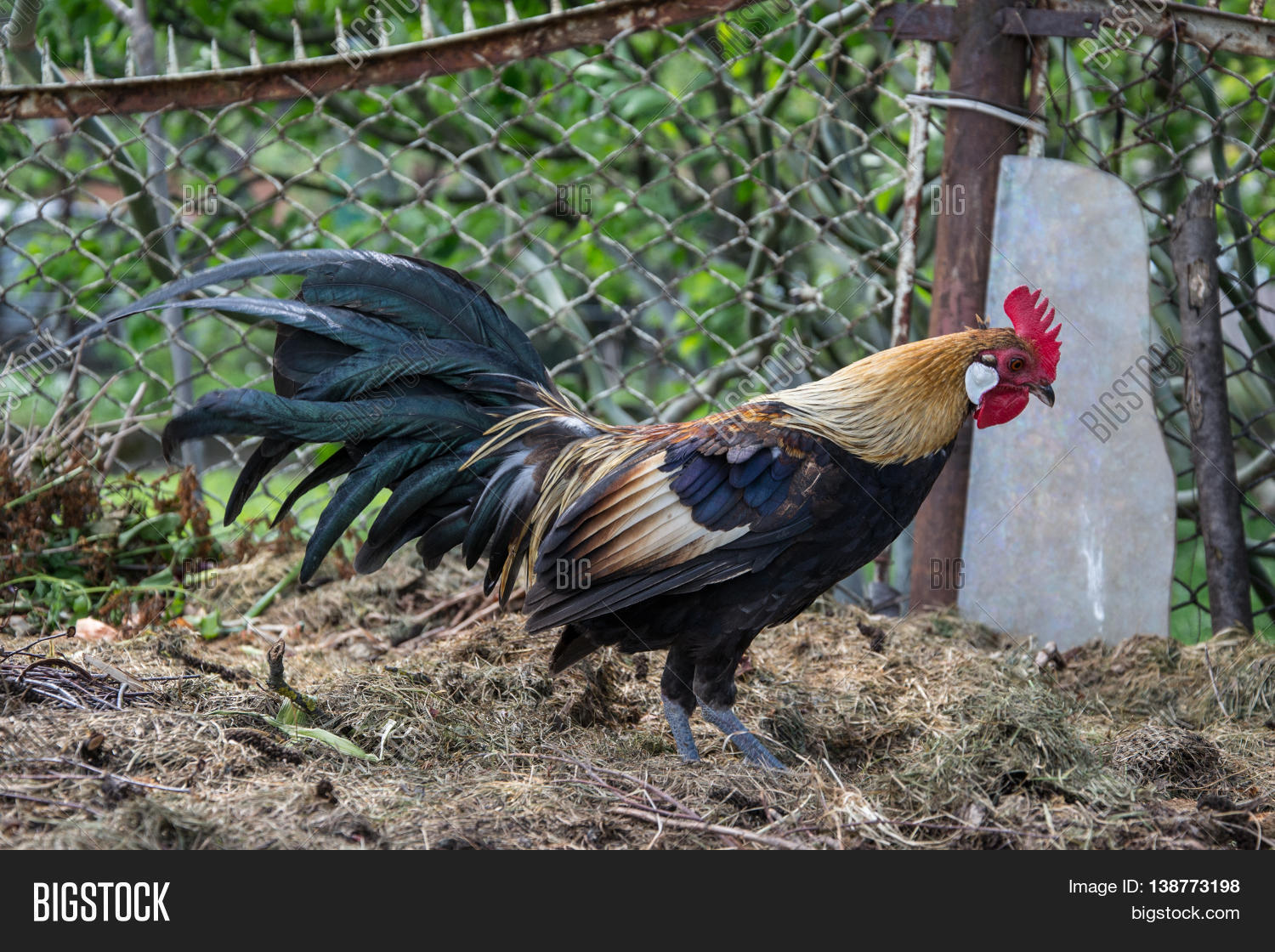 Golden Phoenix Rooster Image & Photo (Free Trial) | Bigstock